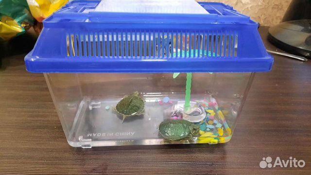 Черепашки + переноска