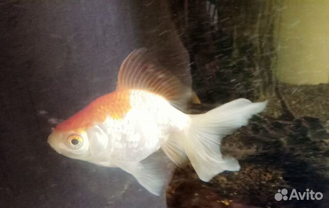 Аквариумные рыбки бесплатно