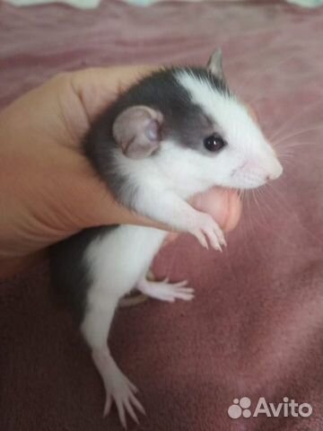 Девочки-крыски хаски