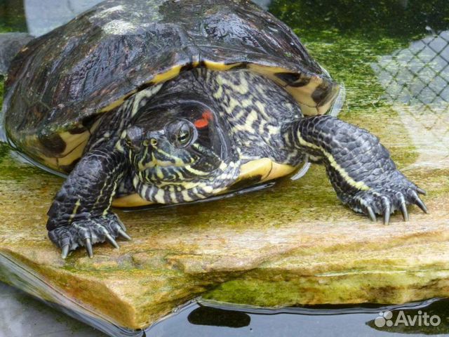 Красноухая черепаха с аквариумом