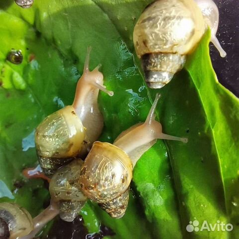 Улитки ахатины