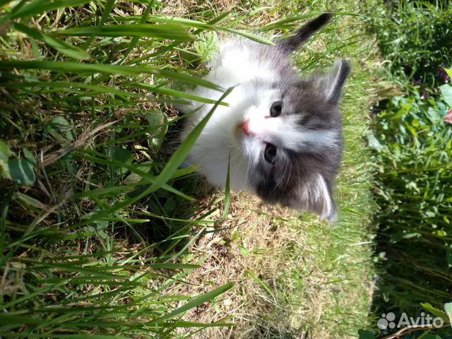 Котенок в добрые руки