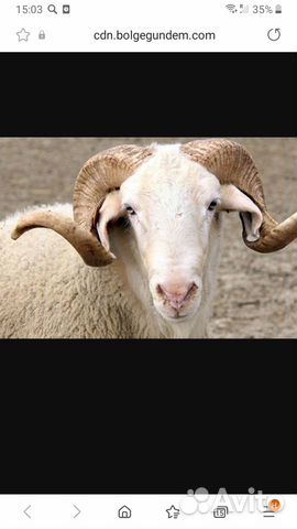 Овцы бараны