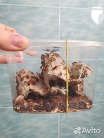 Корм для рептилий тараканы и червячки