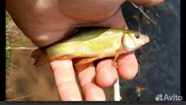 Линь малек для пруда