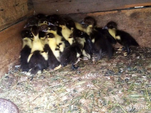 Утята шиптуны