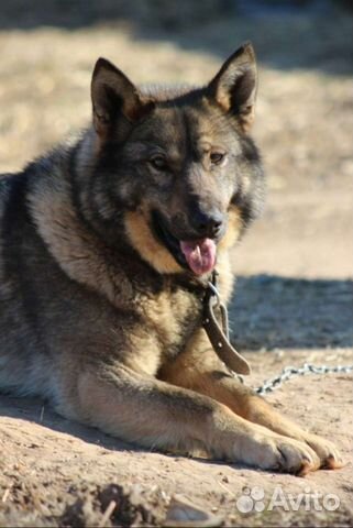 Овчар в хорошие руки