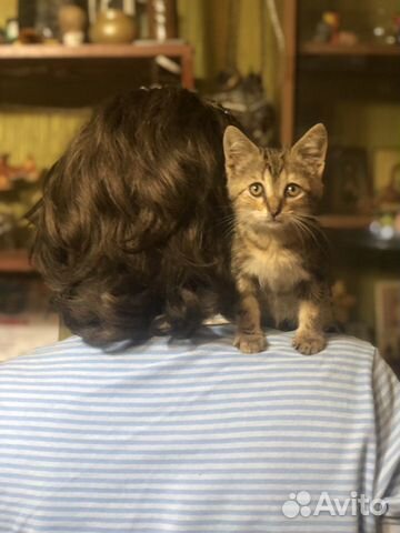 Кошка