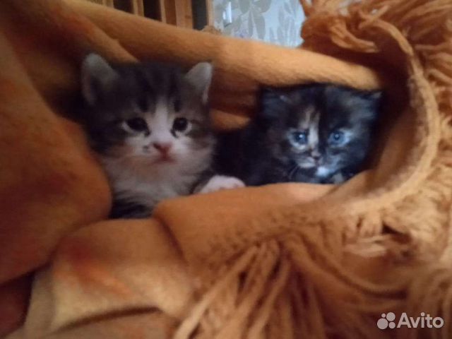 Котята в добрые руки бесплатно