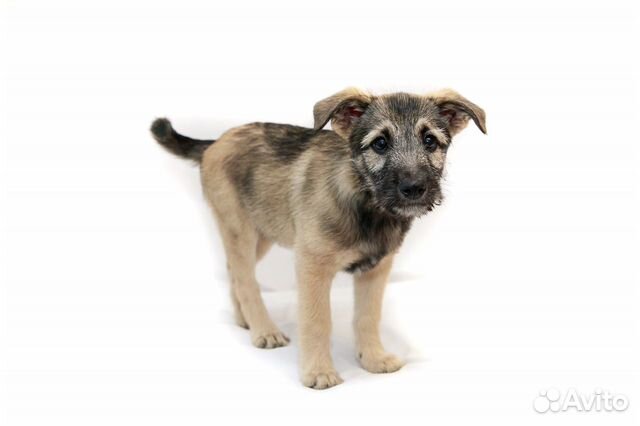 Бородатая красавица Герда