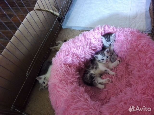 Британские котята