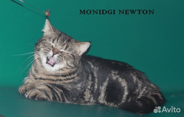 Очень милый мальчик очень редкой породы Менуэт