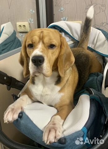 Бигль вязка