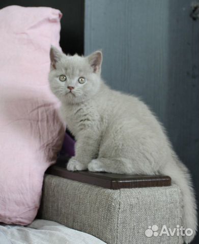 Породистый британский котёнок