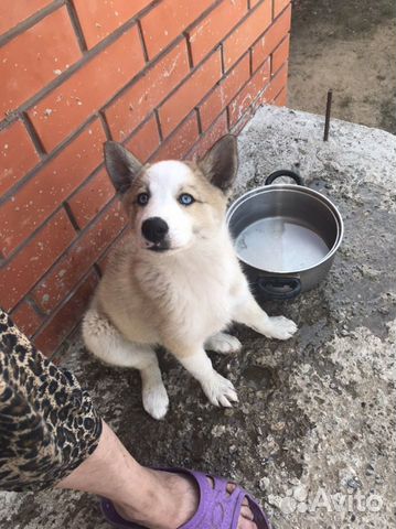 Лайка с хаски(щенок 2 месяца)