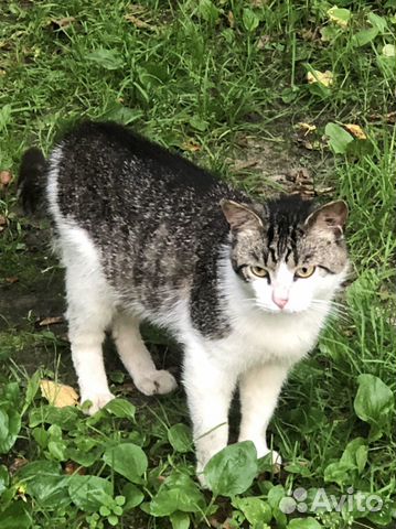 Котик Тиша ищет дом