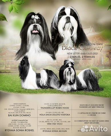 Щенки ши-тцу