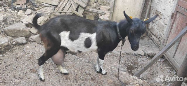 Коза дойная молочная