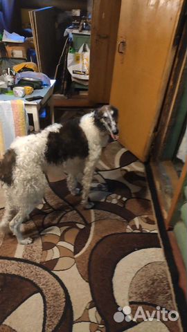 Русская псовая борзая