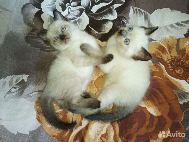 Тайские котята