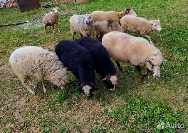 Овцы и бараны на Курбан Байрам, Назир и Акыйку