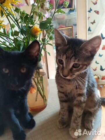 Ориентальная кошечка