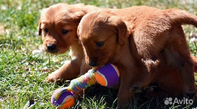 Щенки красного золотистого ретривера