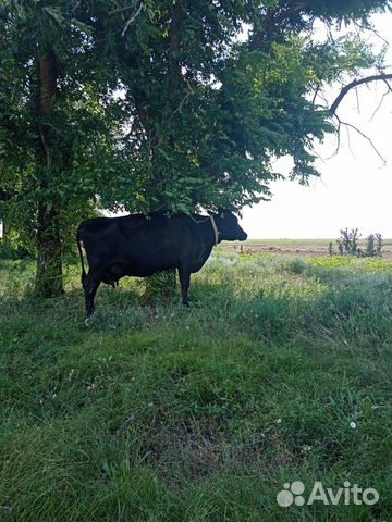 Корова дойная