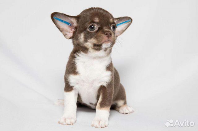 Чихуахуа щенок