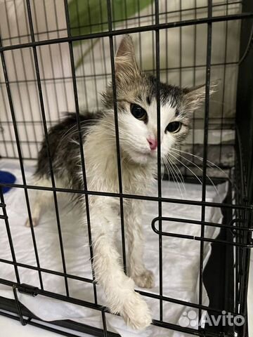 Молодая кошечка в хорошие руки бесплатно