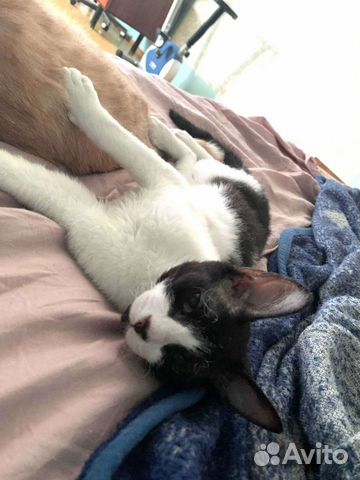 Донской сфинкс браш