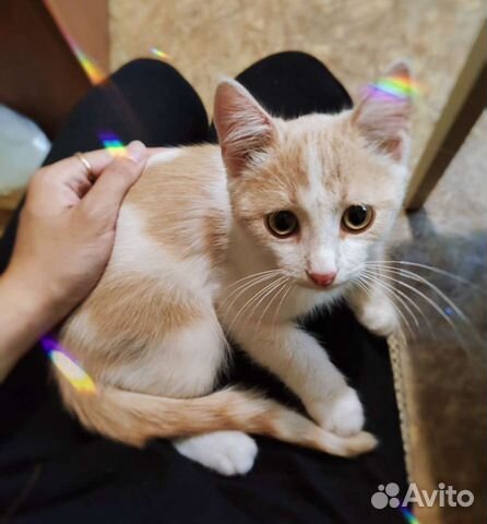 Персиковый котёнок