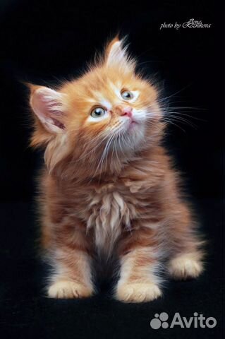 Котенок, очаровательная Маргарита