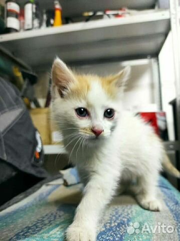 Кошка в дар