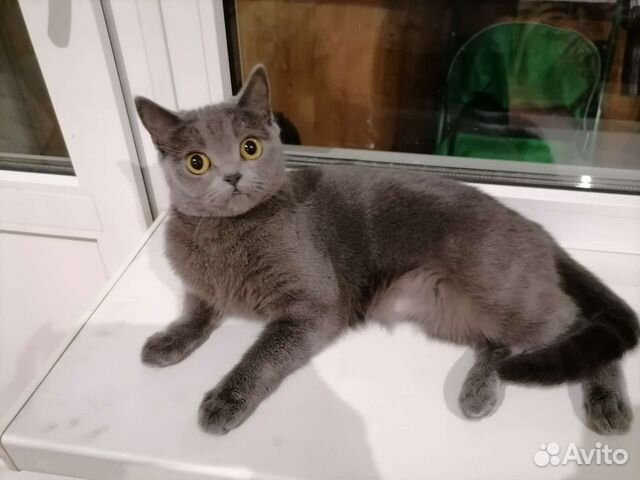 Кошка