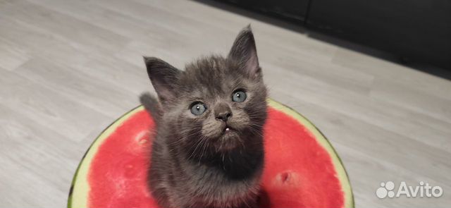 Британский котёнок девочка