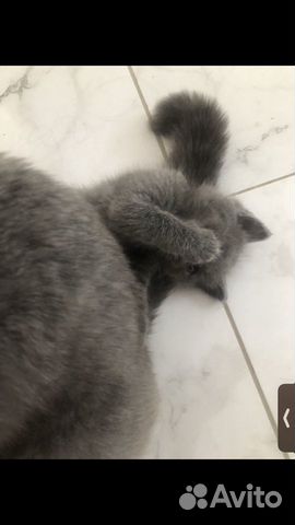 Британские котята