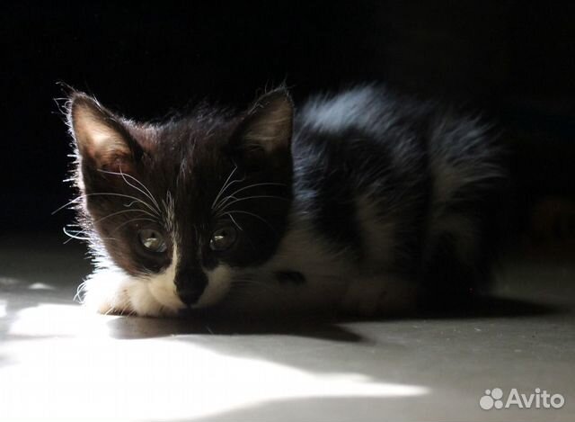 Котенок в хорошие руки