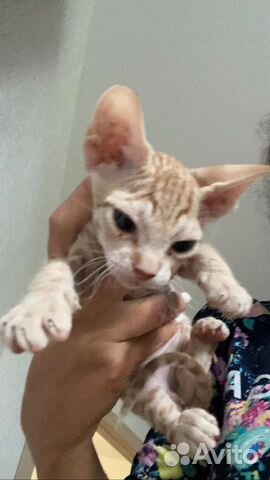 Канадский сфинкс котенок