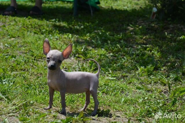 Нежная девочка мексиканской голой мини