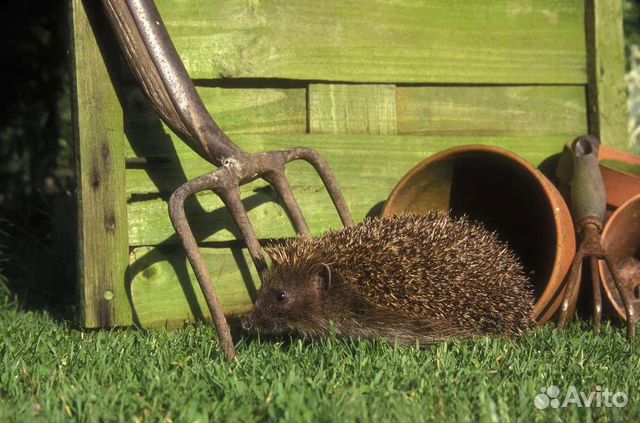 Европейский еж ежик