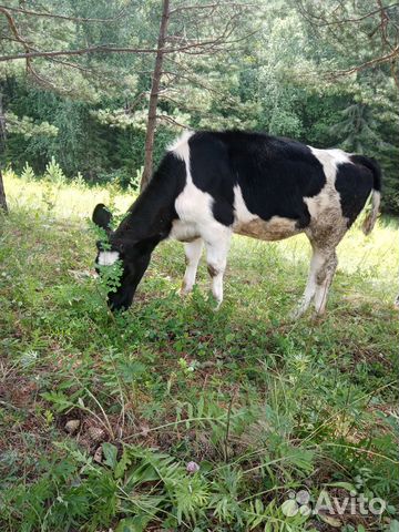 Корова дойная