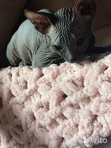 Котенок сфинкс