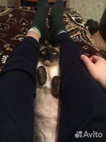 Кошка Тайская