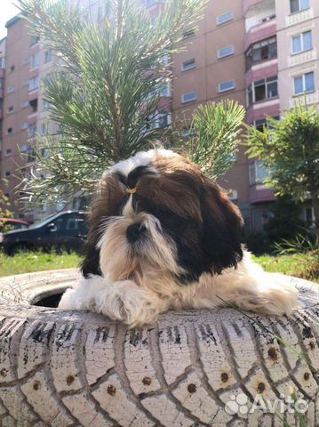 Ши-тцу 4 мес