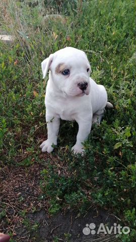 Американский бульдог