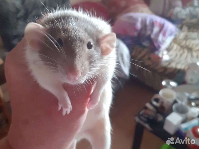 Крыса дамбо