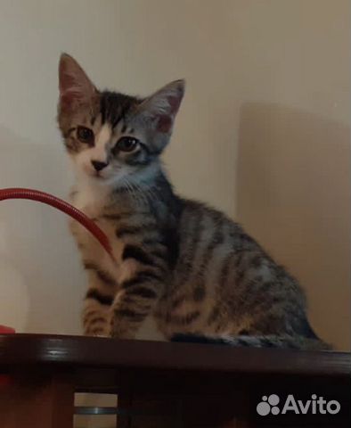 Трогательный котенок Груня 3 месяца в дар