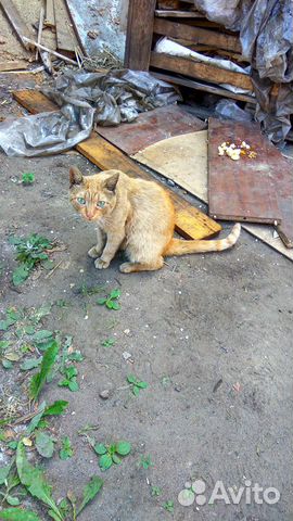 Рыжий кот с изумрудными глазами