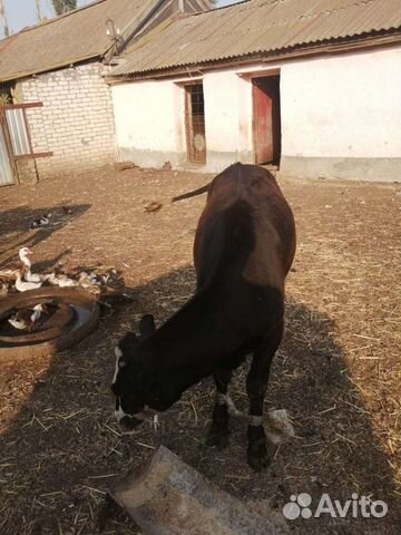 Бычек 5 месяцев тёлочка 6